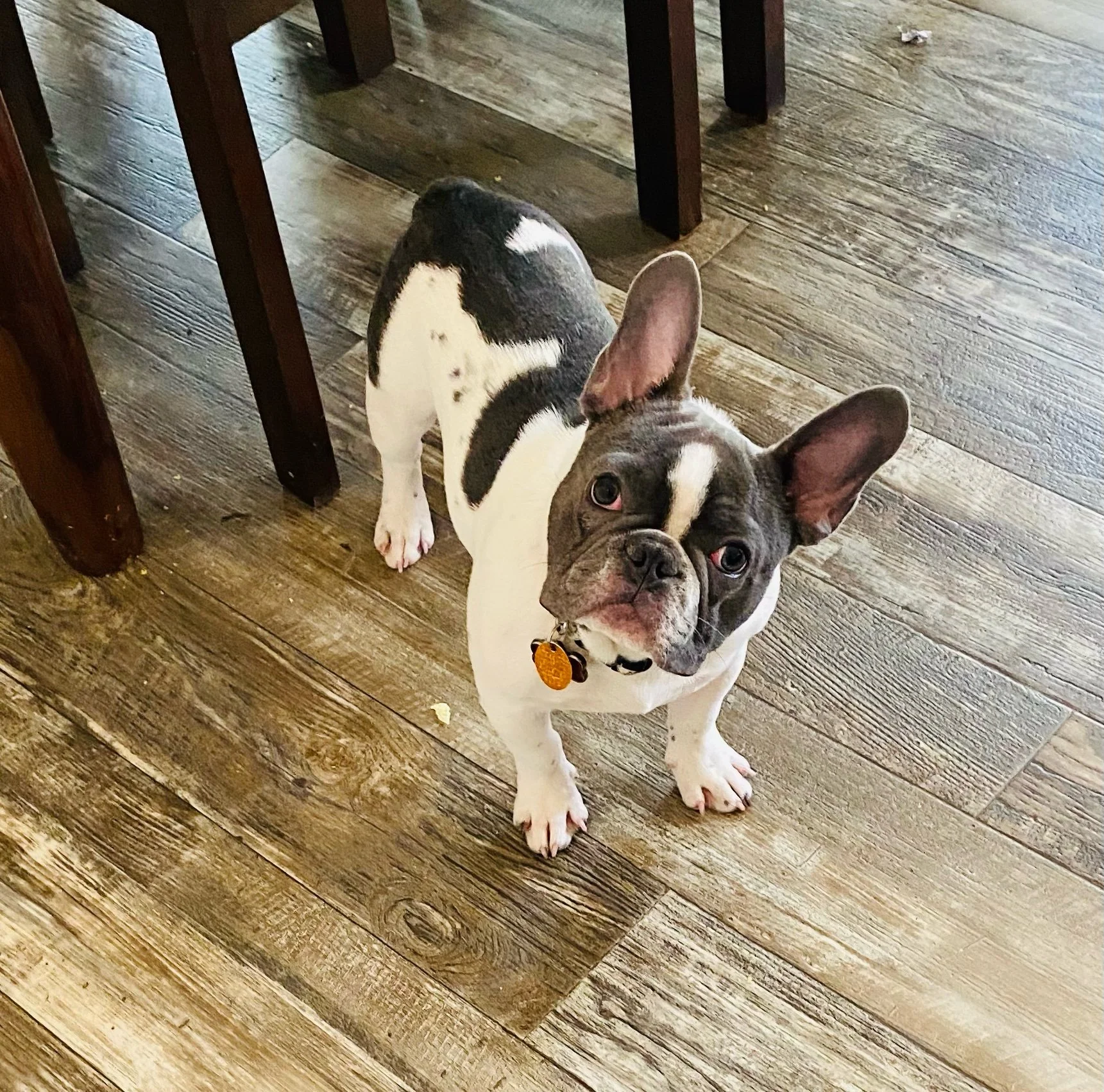 Blue Pied French Bulldog