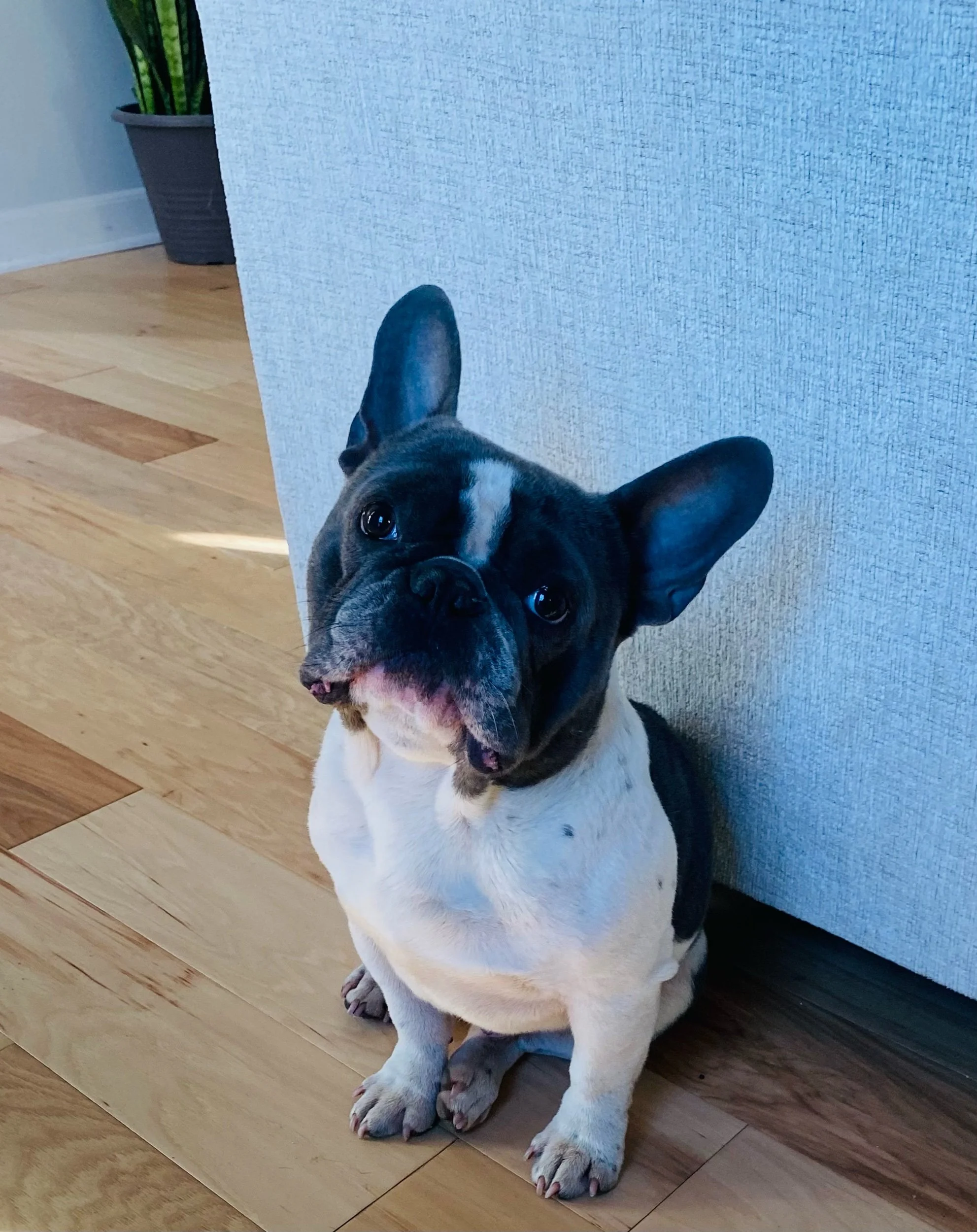 Blue Pied French Bulldog Puppies