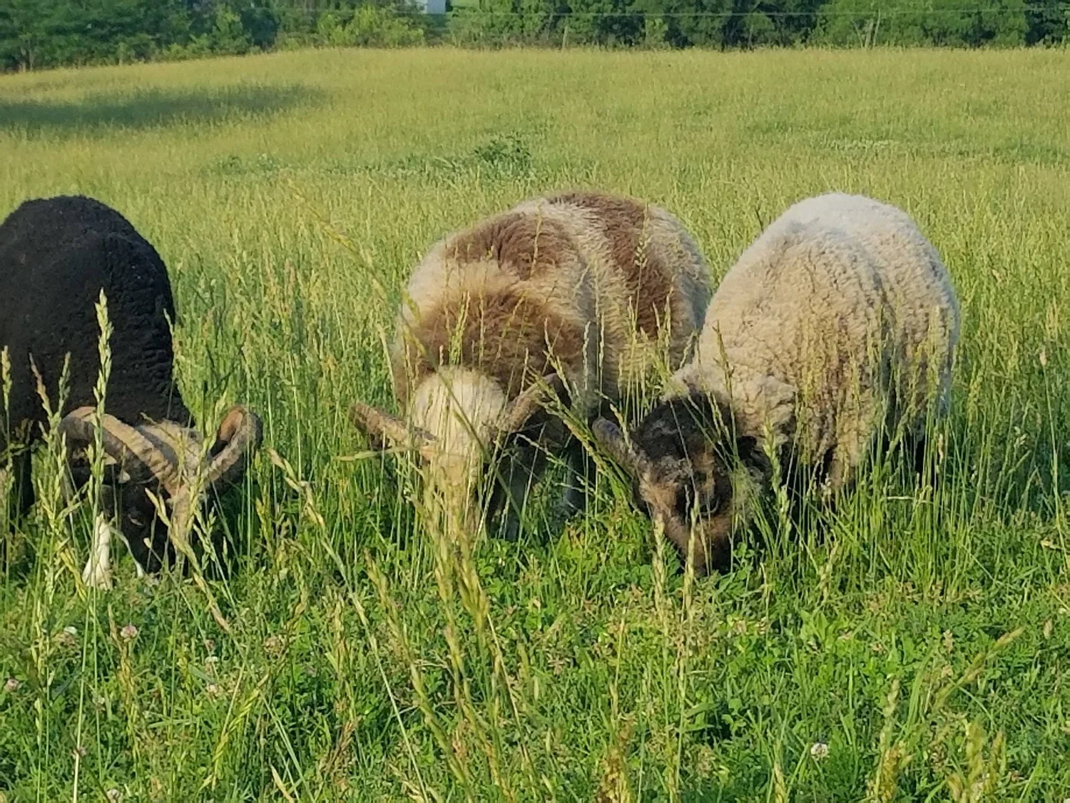 Ballyhoo Fiber Emporium