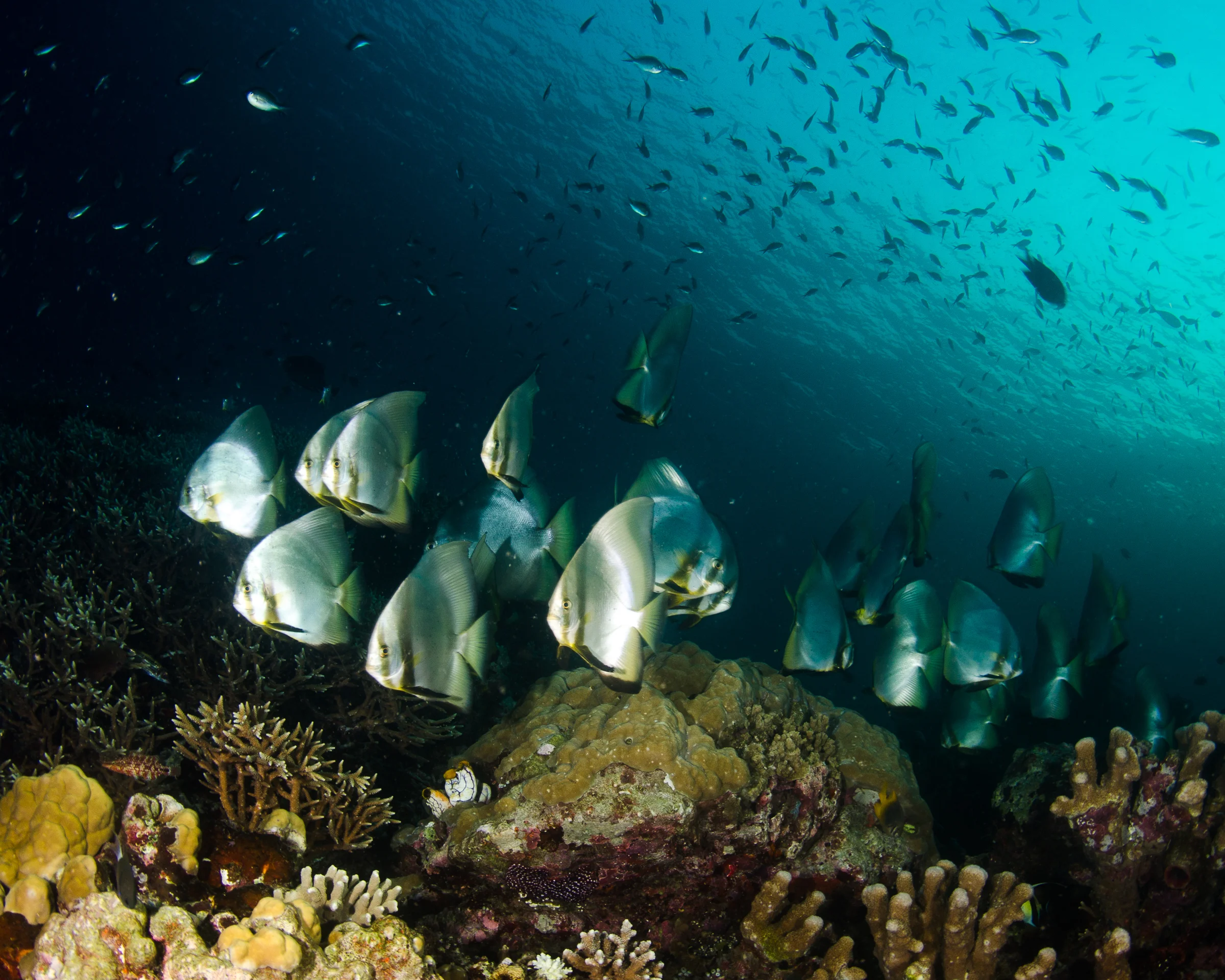 Scuba Diving, Freediving & Tech Diving — Bunaken Oasis Dive Resort & Spa