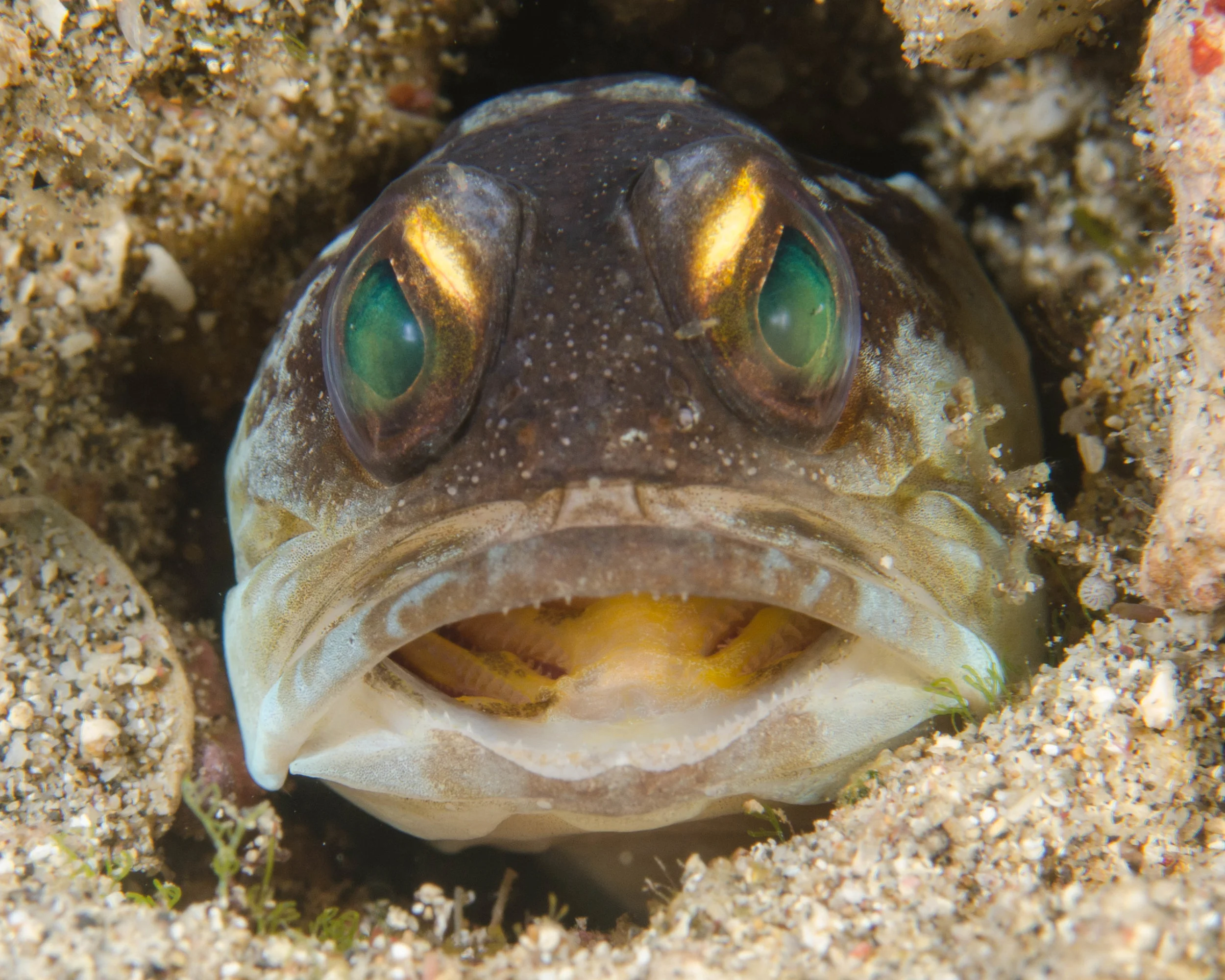 Macro — Bunaken Oasis Dive Resort & Spa