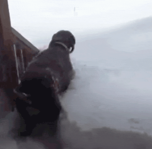 Dogs In Snow Gif
