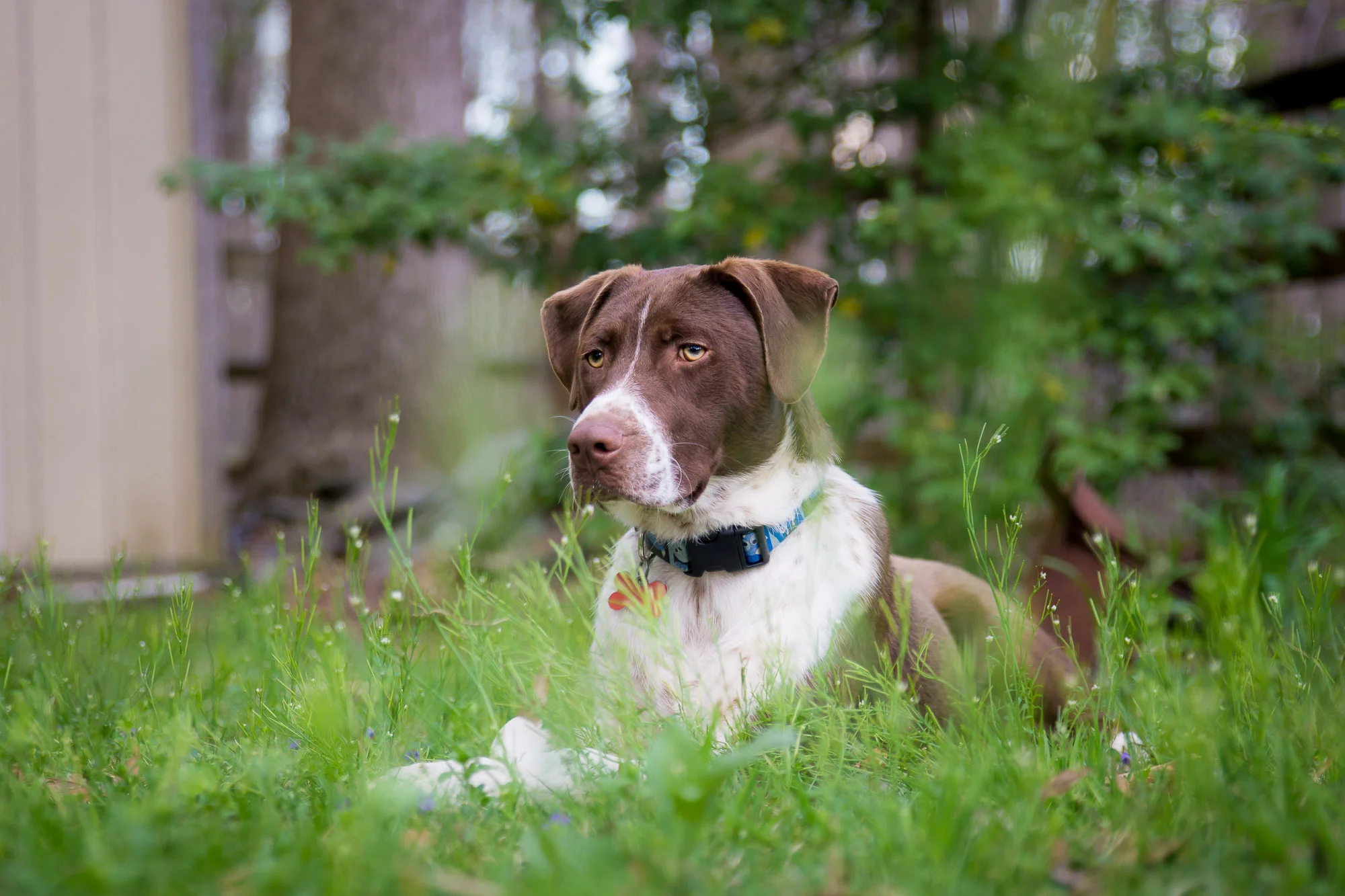 Portfolio Outside The Lines Pet Photography portfolio-outside-the-lines-pet-photography