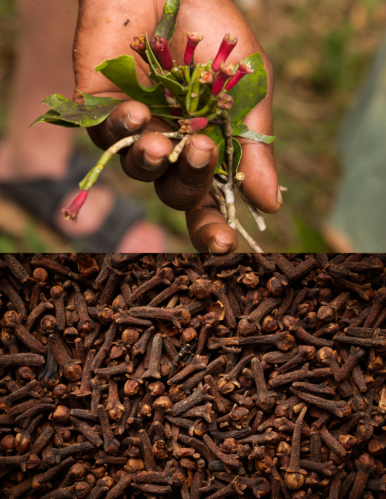 Clove Essence: The Spicy Elixir of Perfume — Collage with Nature