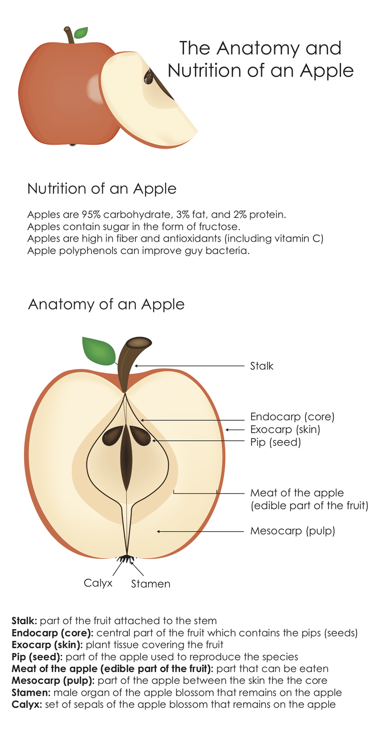 Nutrition of an Apple — Life Well Lived