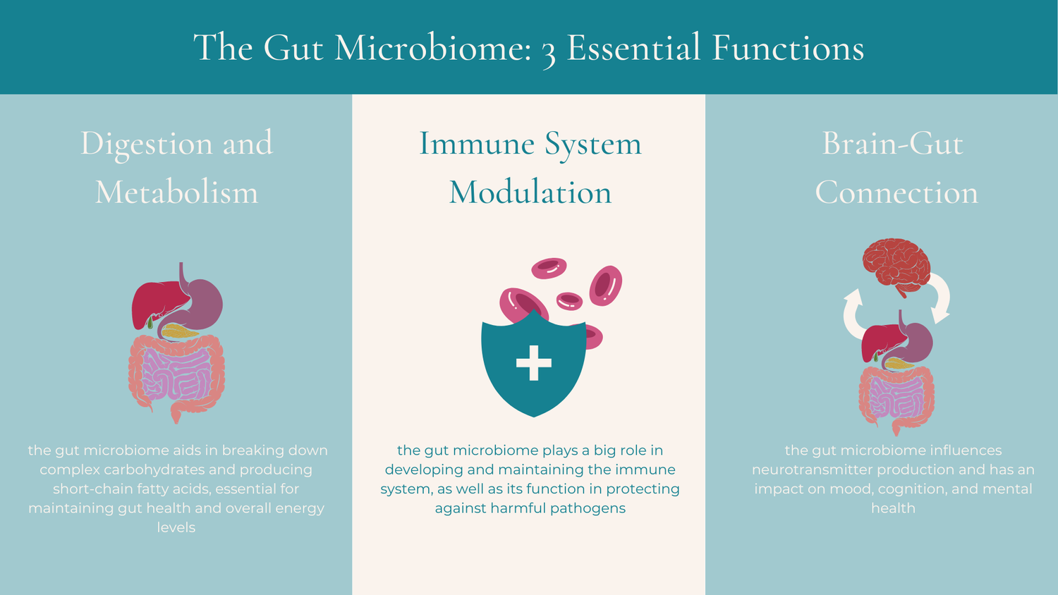 The Gut Microbiome: A Complete Guide to Its Functions and Importance ...