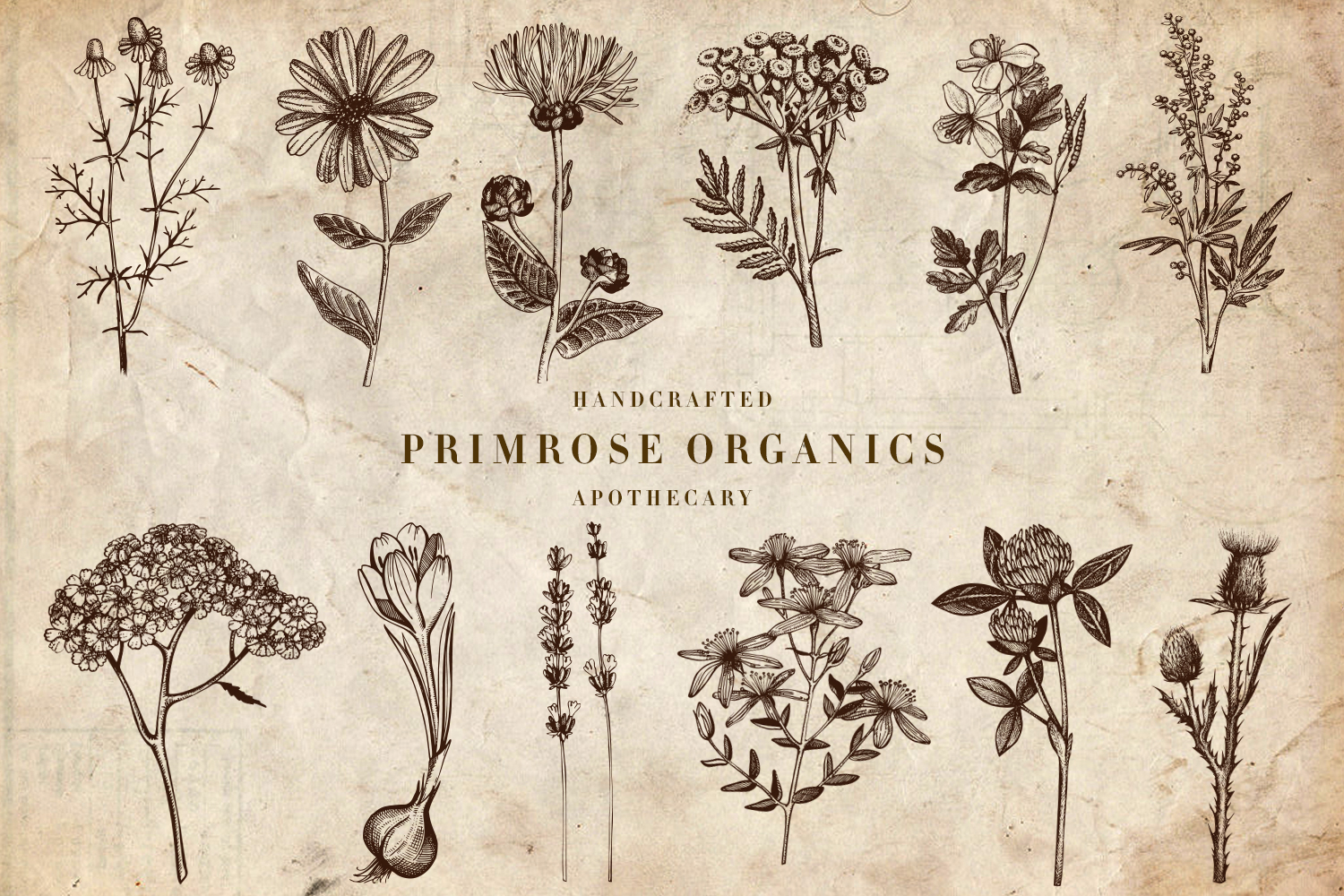 Primrose apothecary