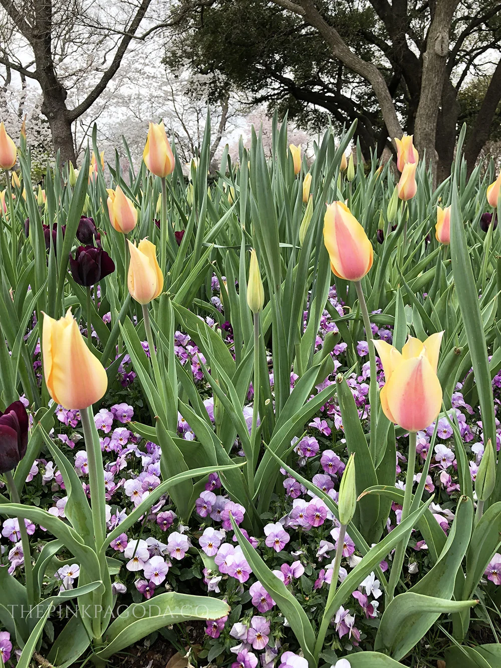 Dallas Blooms at The Dallas Arboretum — The Pink Pagoda