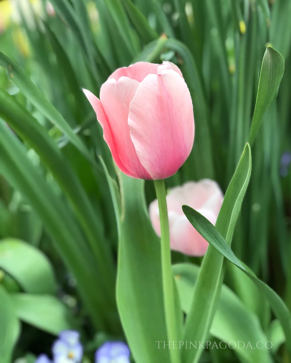 Dallas Blooms at The Dallas Arboretum — The Pink Pagoda