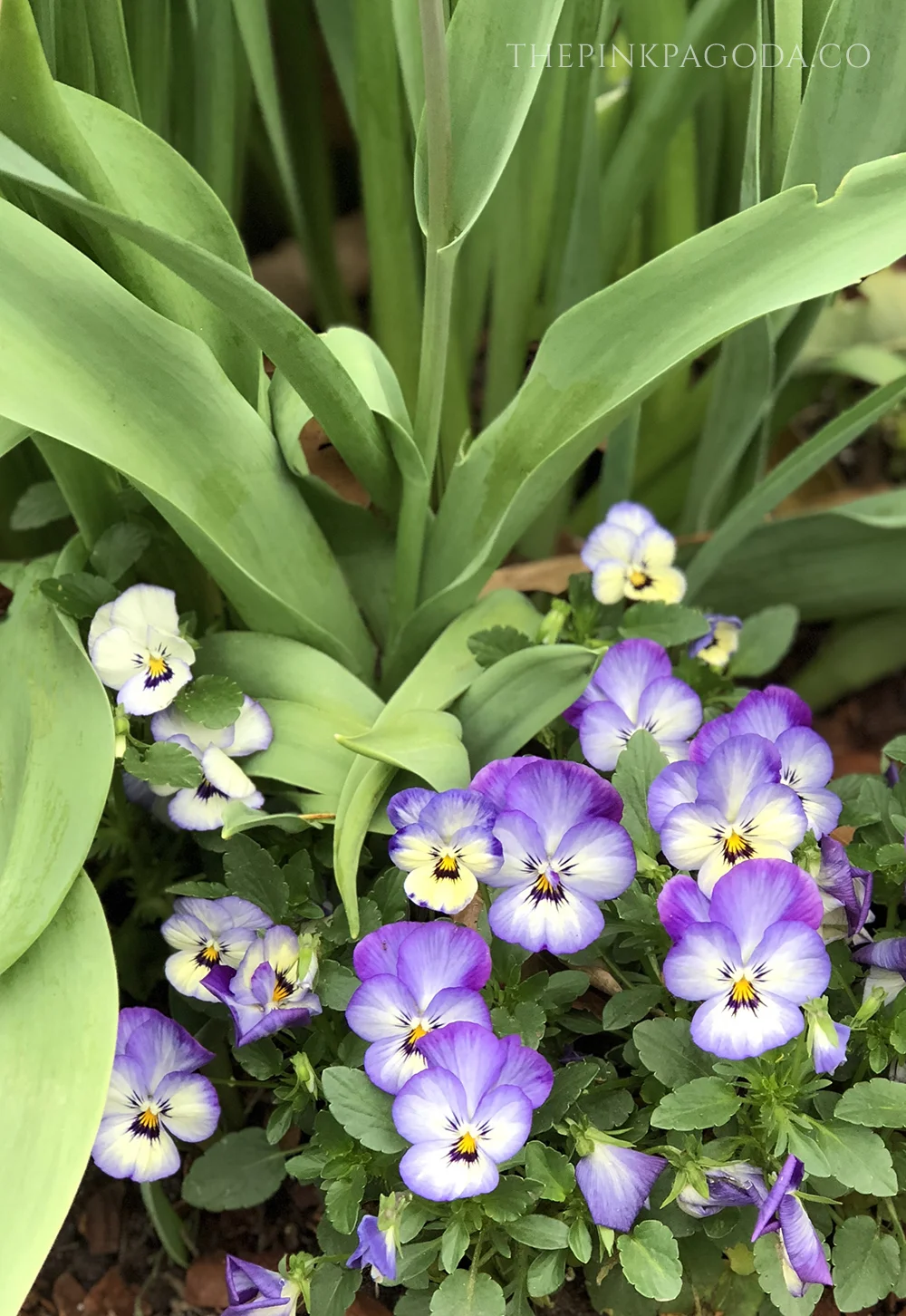 Dallas Blooms at The Dallas Arboretum — The Pink Pagoda