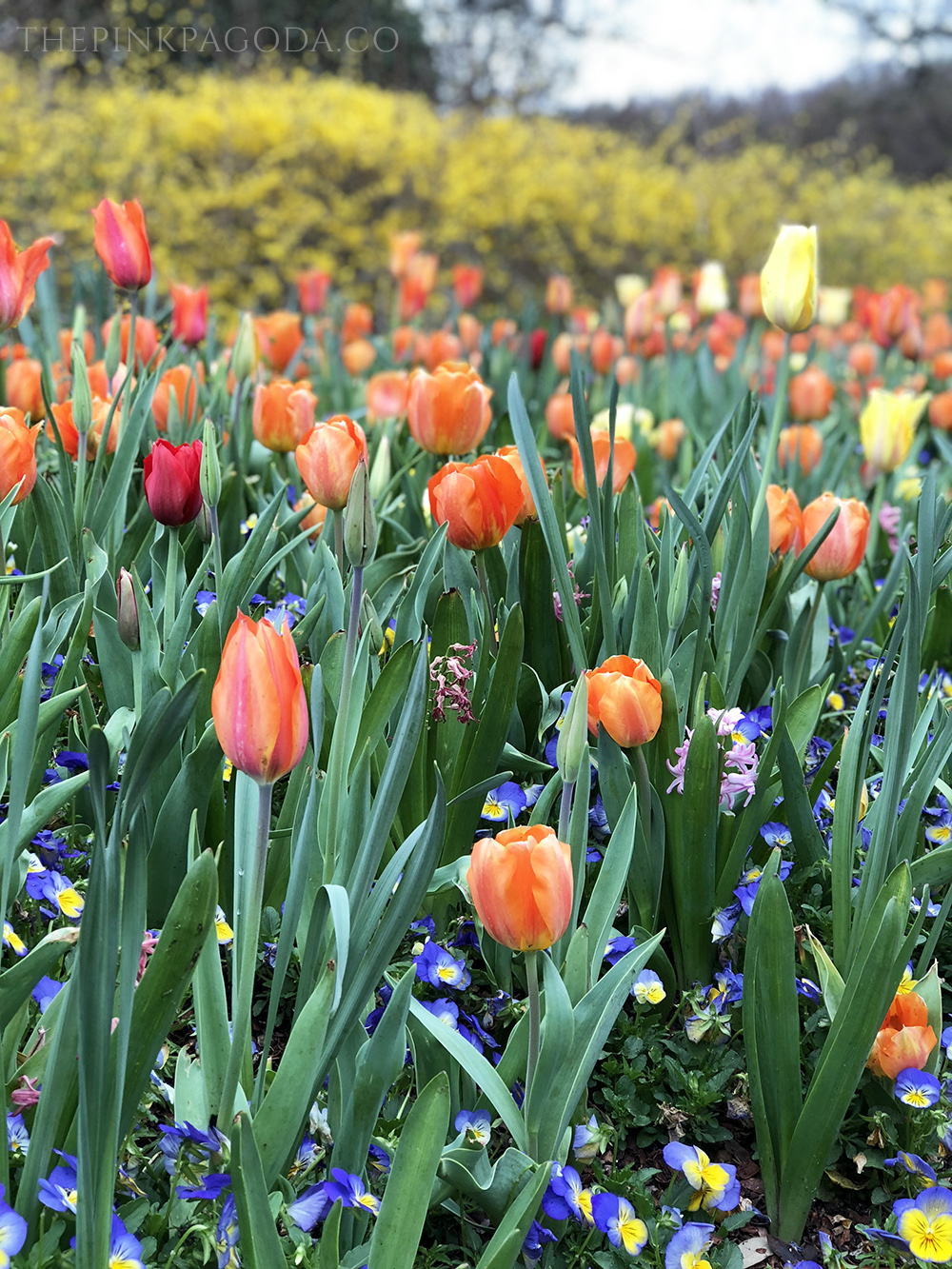 Dallas Blooms at The Dallas Arboretum — The Pink Pagoda