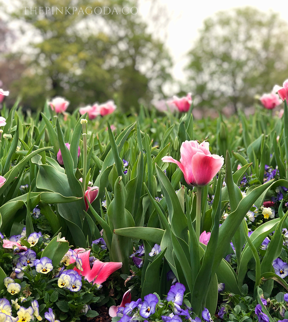 Dallas Blooms at The Dallas Arboretum — The Pink Pagoda