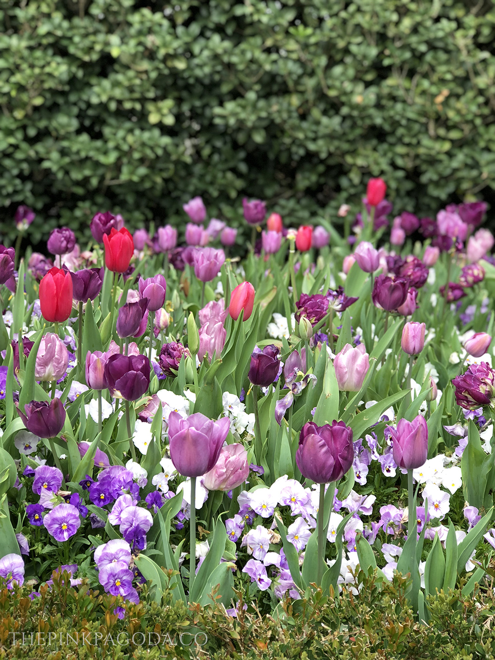 Dallas Blooms at The Dallas Arboretum — The Pink Pagoda