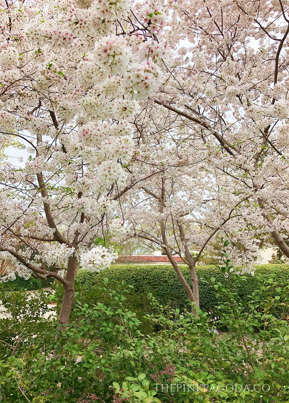 Dallas Blooms at The Dallas Arboretum — The Pink Pagoda