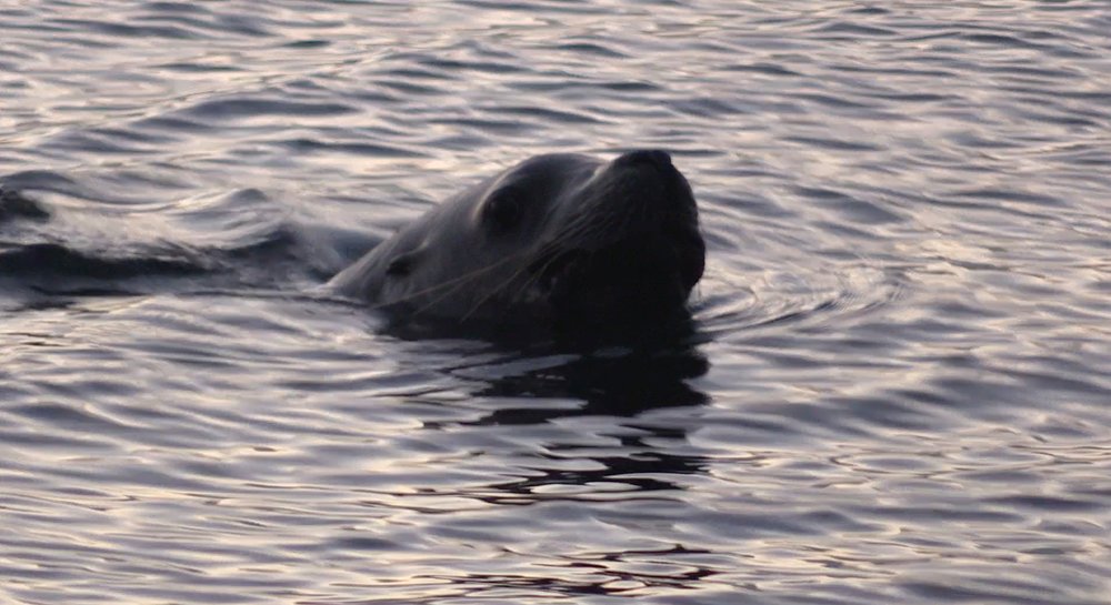 Episode 11: Salt Spring Island — Changing Landscapes TV