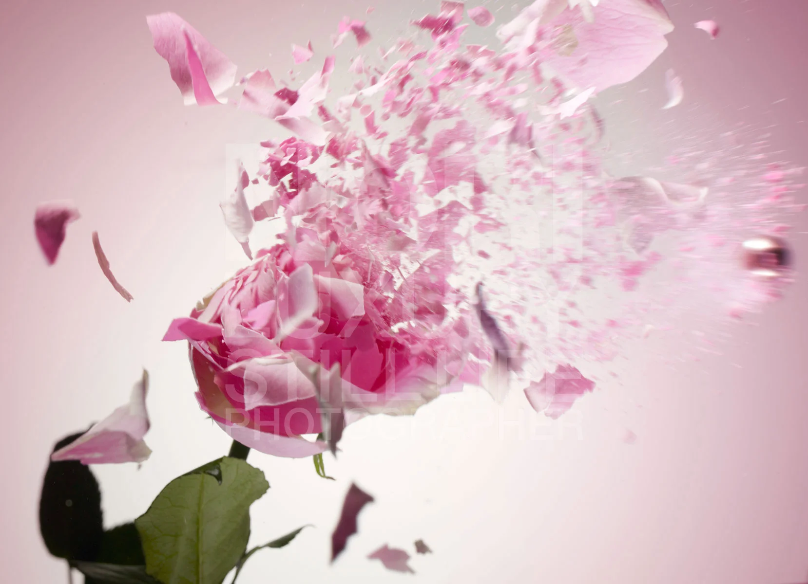 Experiment: Liquid Nitrogen Flower Explosion — Nori Inoguchi