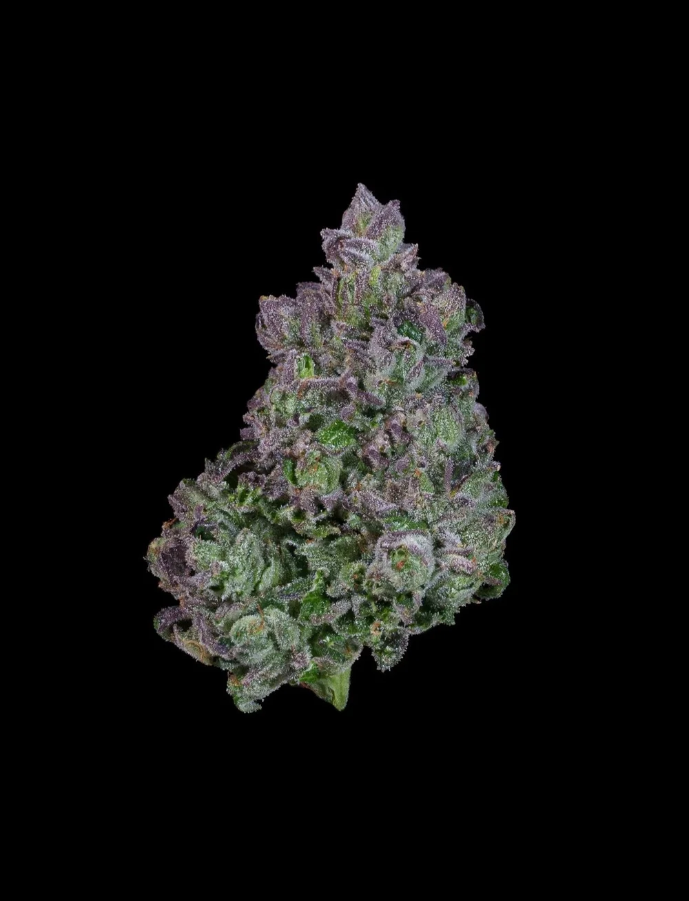 STRAINS — Oregon Roots - Firmly Planted In Oregon Soil