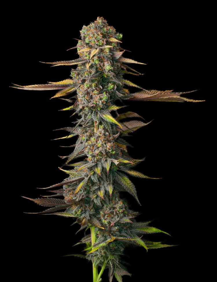STRAINS — Oregon Roots - Firmly Planted In Oregon Soil