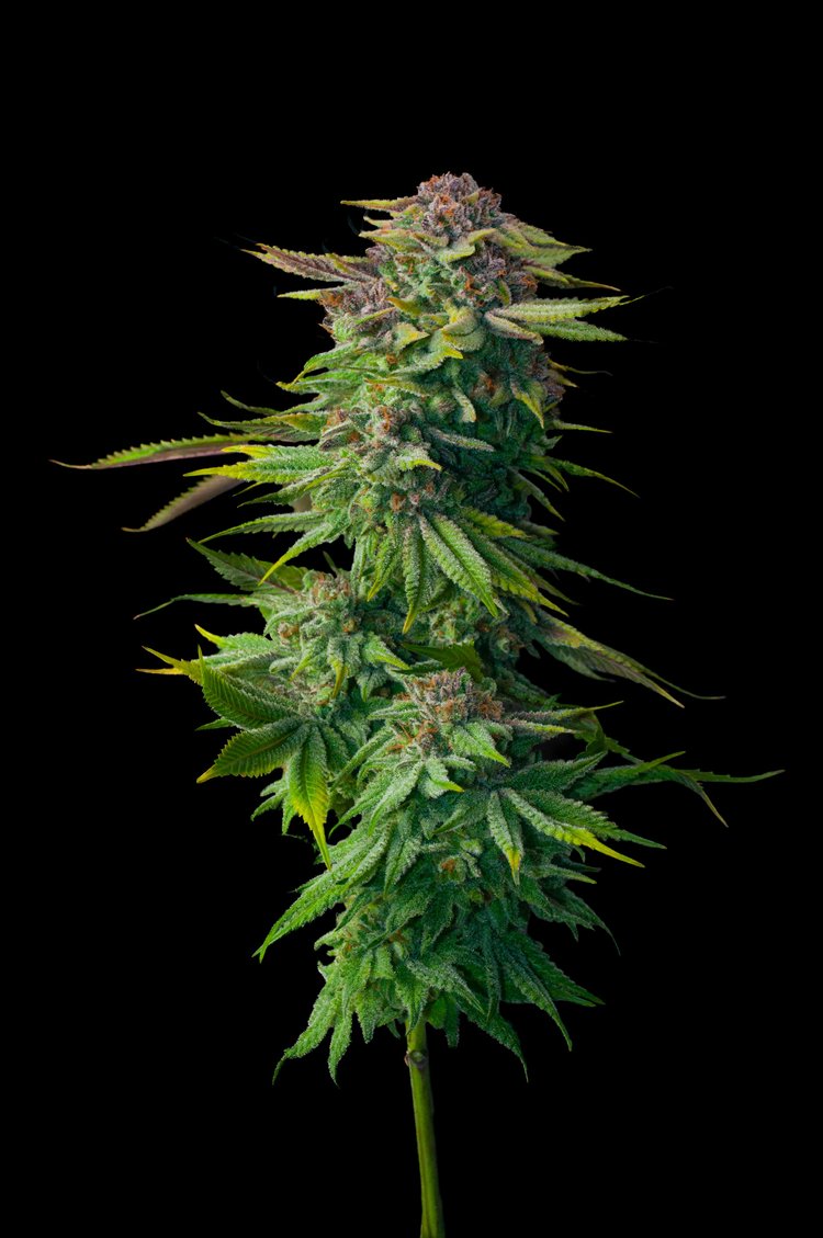 STRAINS — Oregon Roots - Firmly Planted In Oregon Soil