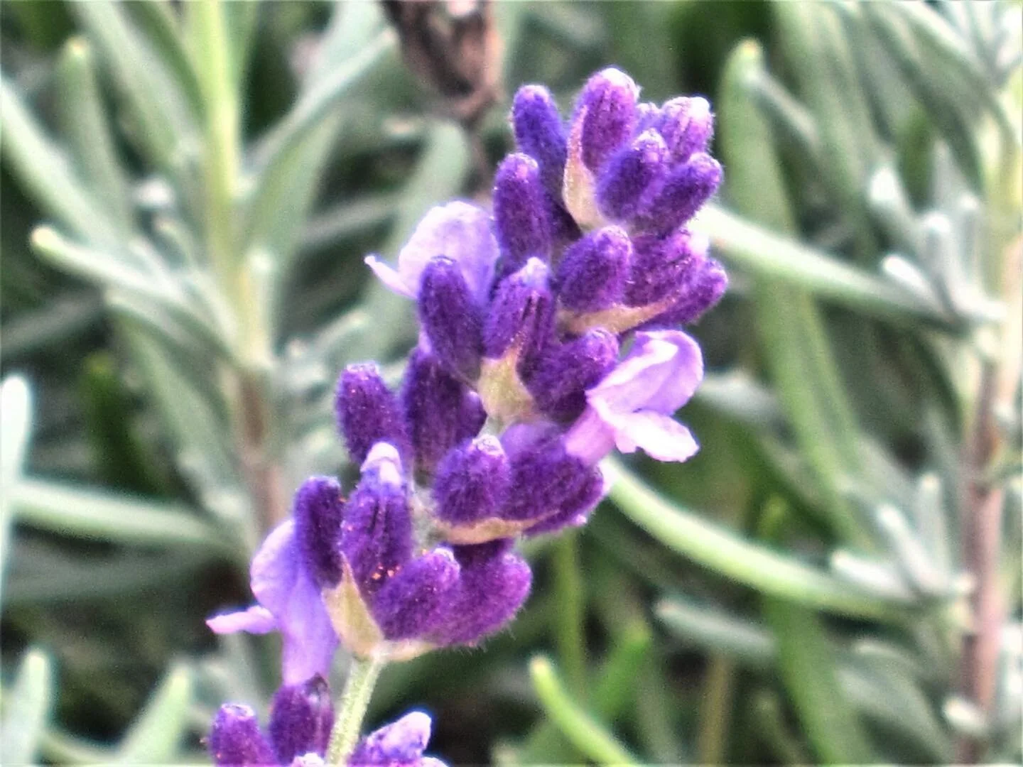 Willowfield Lavender Farm