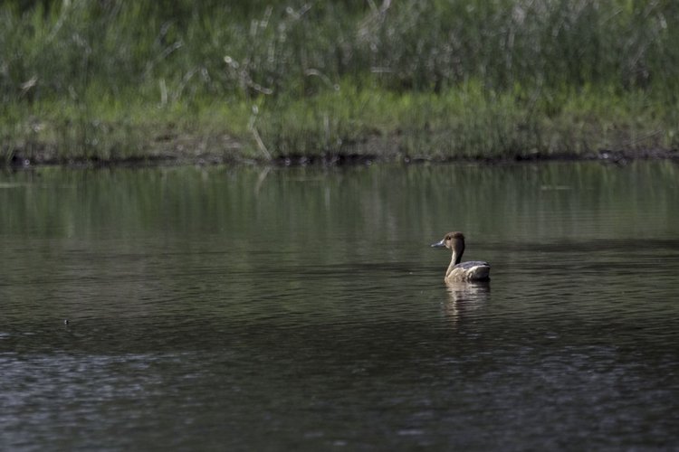 Fulvous & Black-bellied Whistling-Ducks — Southern Wisconsin Bird Alliance