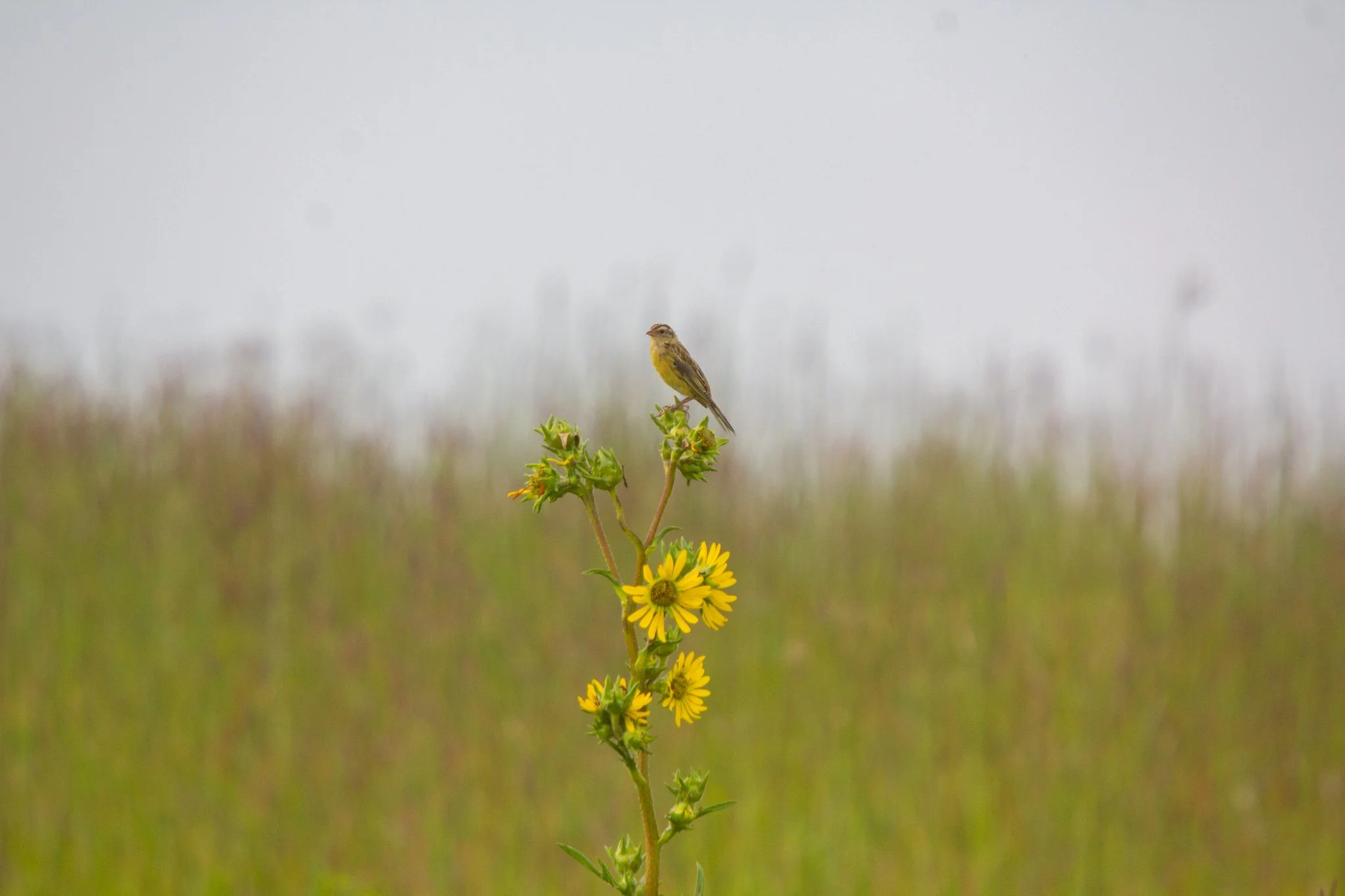Bobolink — Southern Wisconsin Bird Alliance