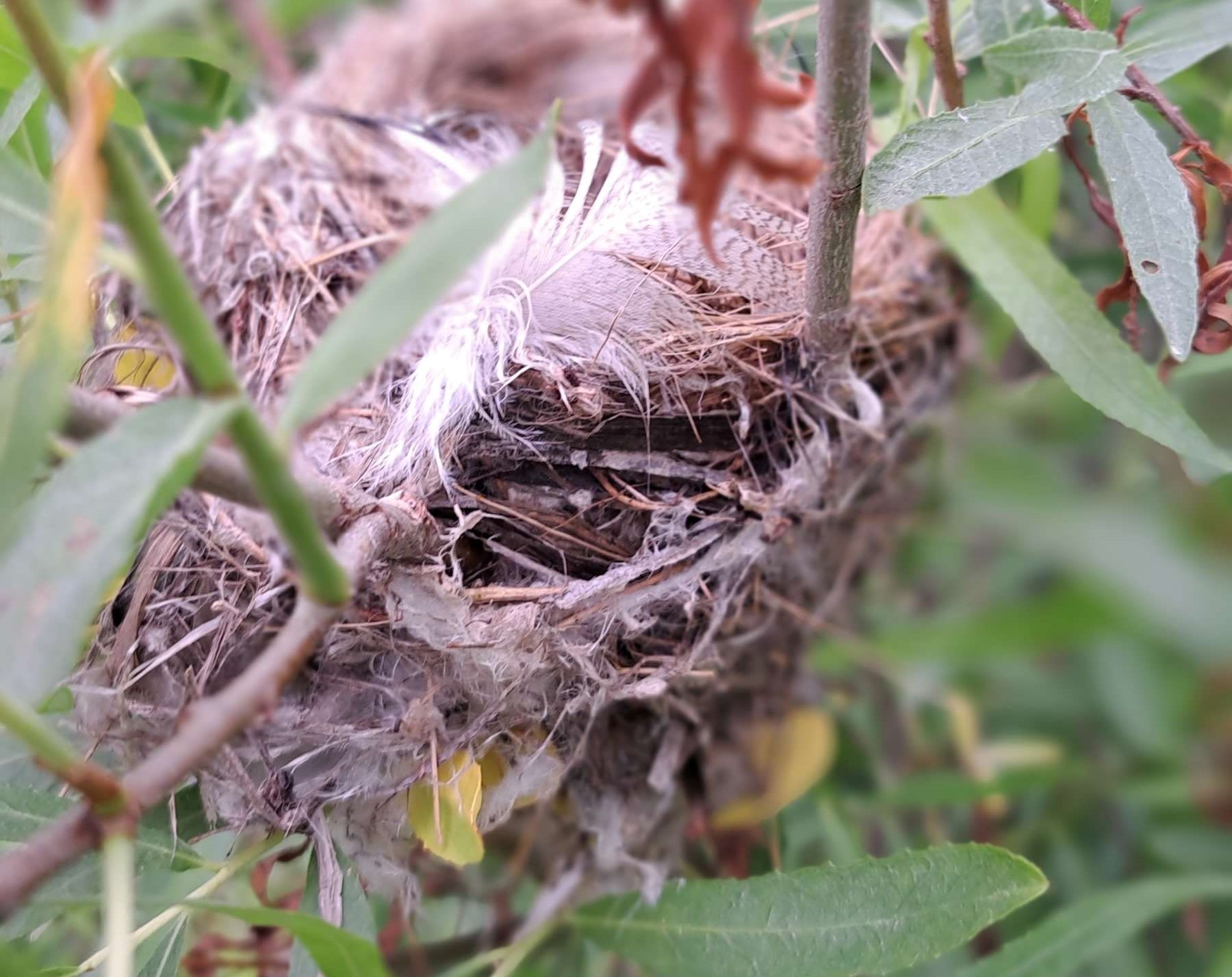 Willow Bird Nest