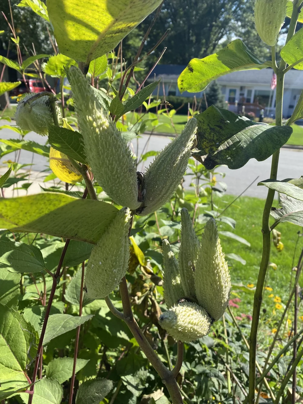Help gather Milkweed seeds this fall! — Southern Wisconsin Bird Alliance