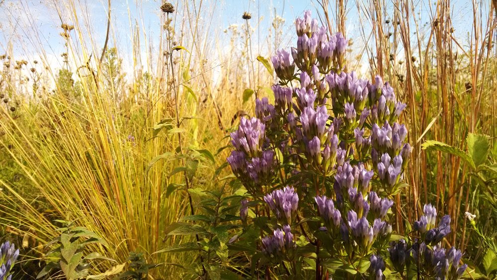 Goose Pond Sanctuary — Southern Wisconsin Bird Alliance