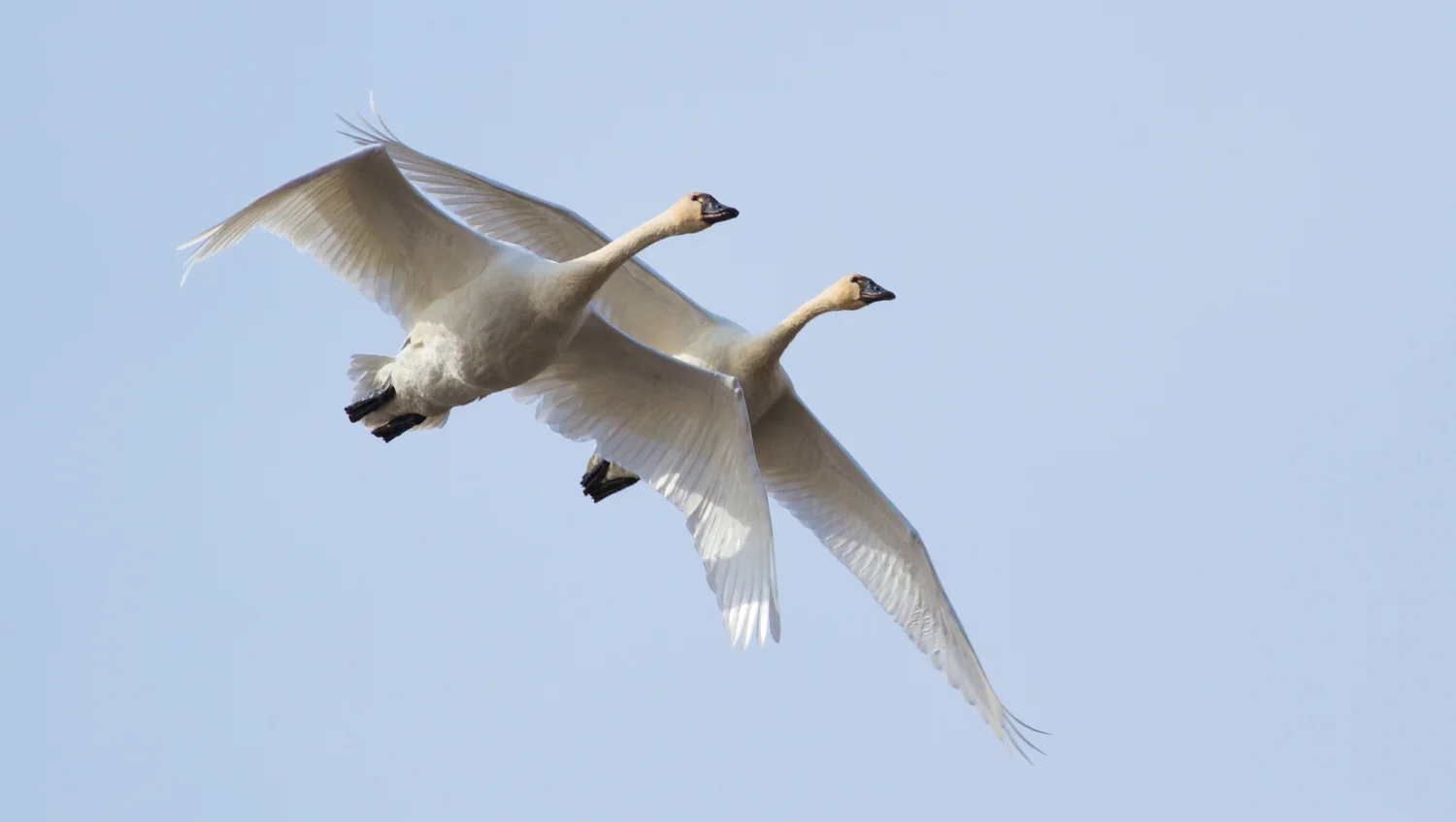 Goose Pond Sanctuary — Southern Wisconsin Bird Alliance
