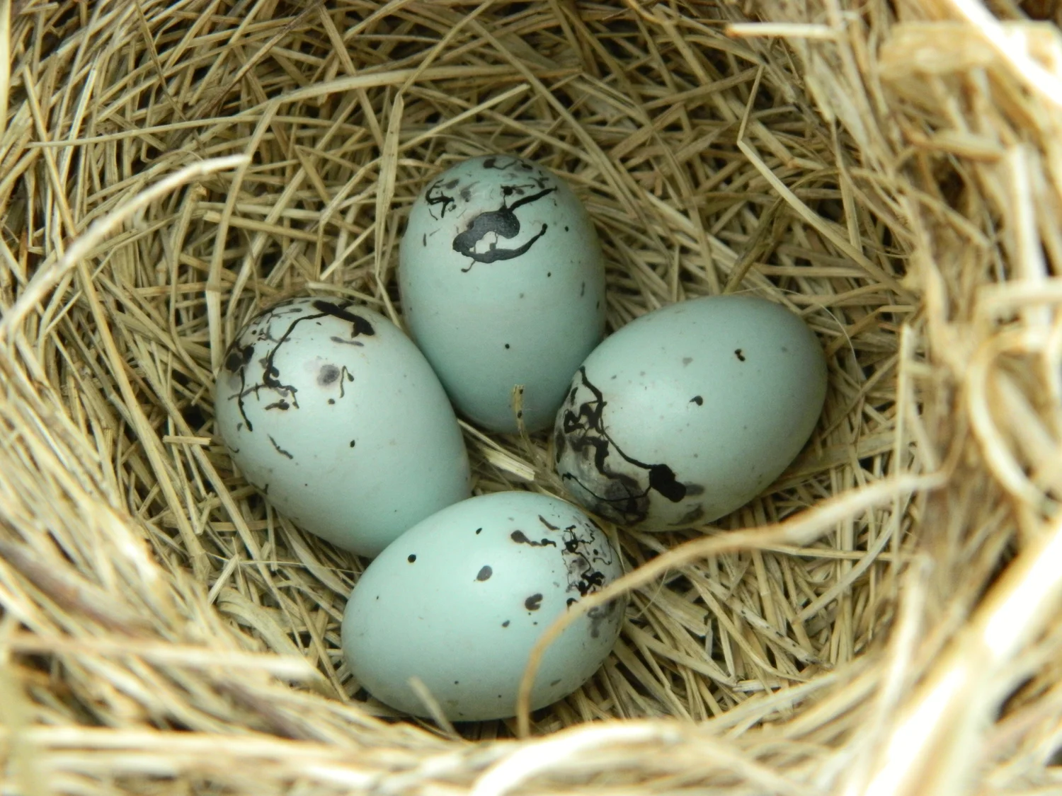 Bird Nesting Patterns: Discover Surprising Habits of Wild Birds - Birds