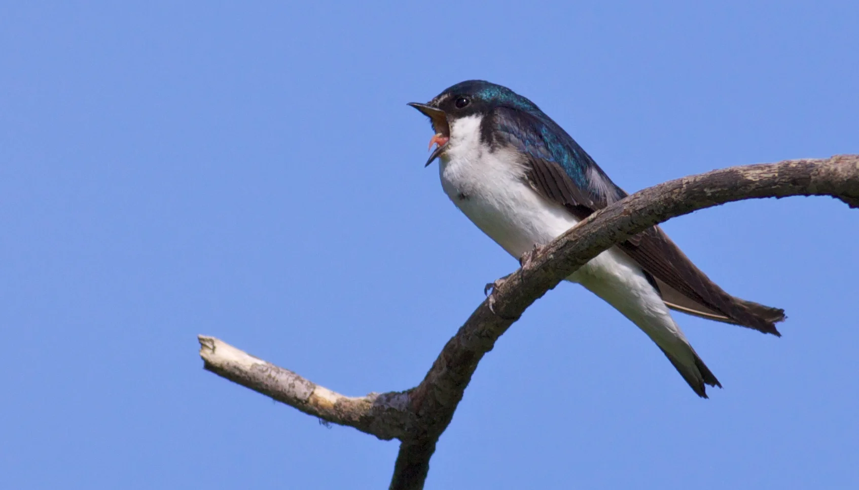 Contact Us — Southern Wisconsin Bird Alliance