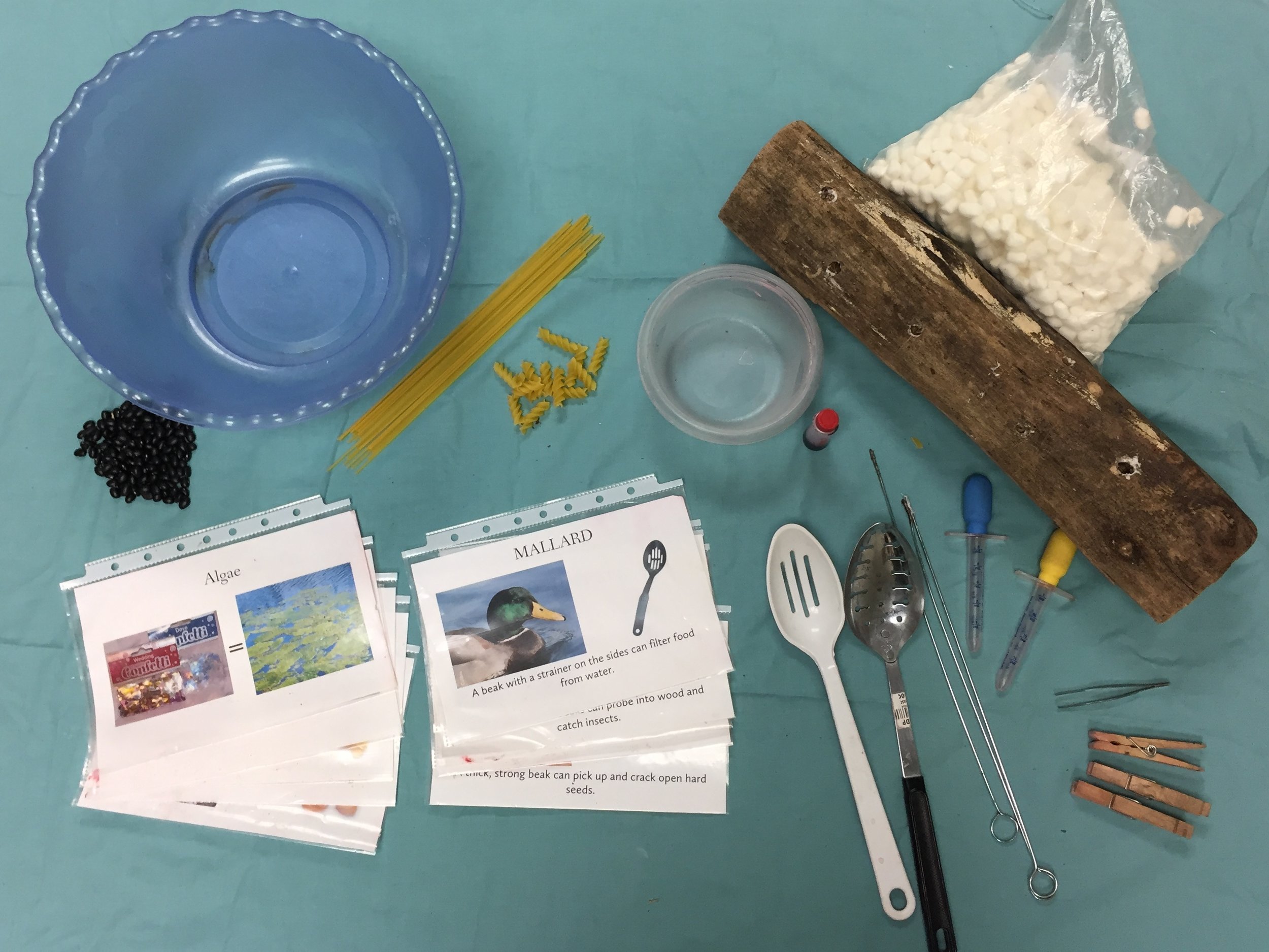 Lesson Kits — Southern Wisconsin Bird Alliance