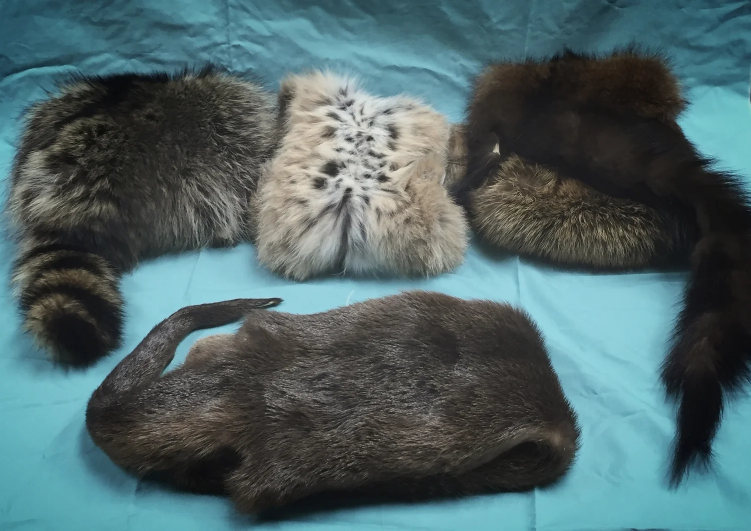 Lesson Kits — Southern Wisconsin Bird Alliance