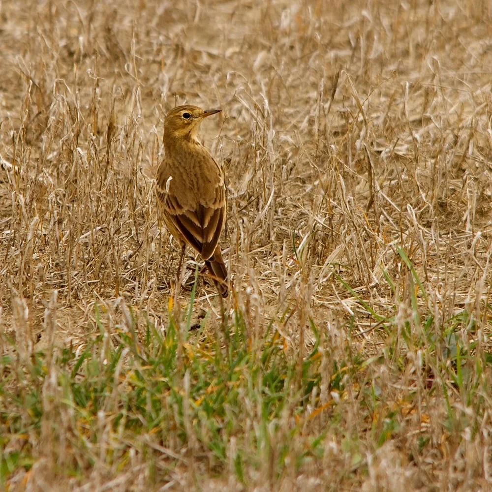 American Pipit Juvenile