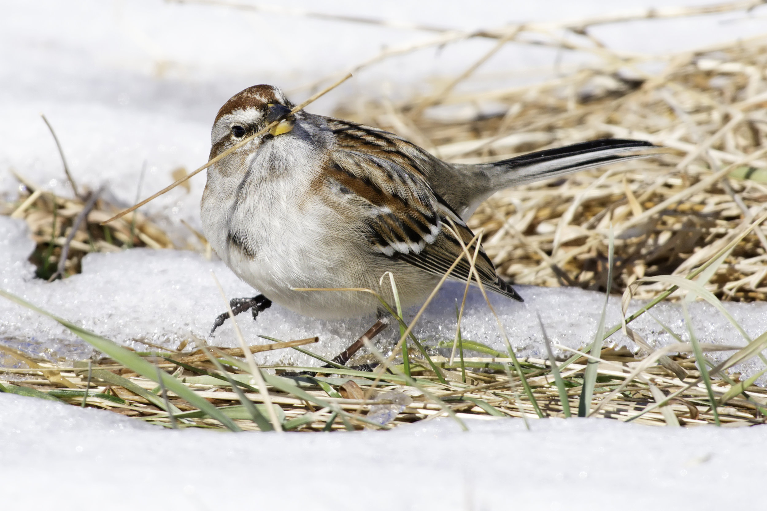 American Tree Sparrow — Southern Wisconsin Bird Alliance