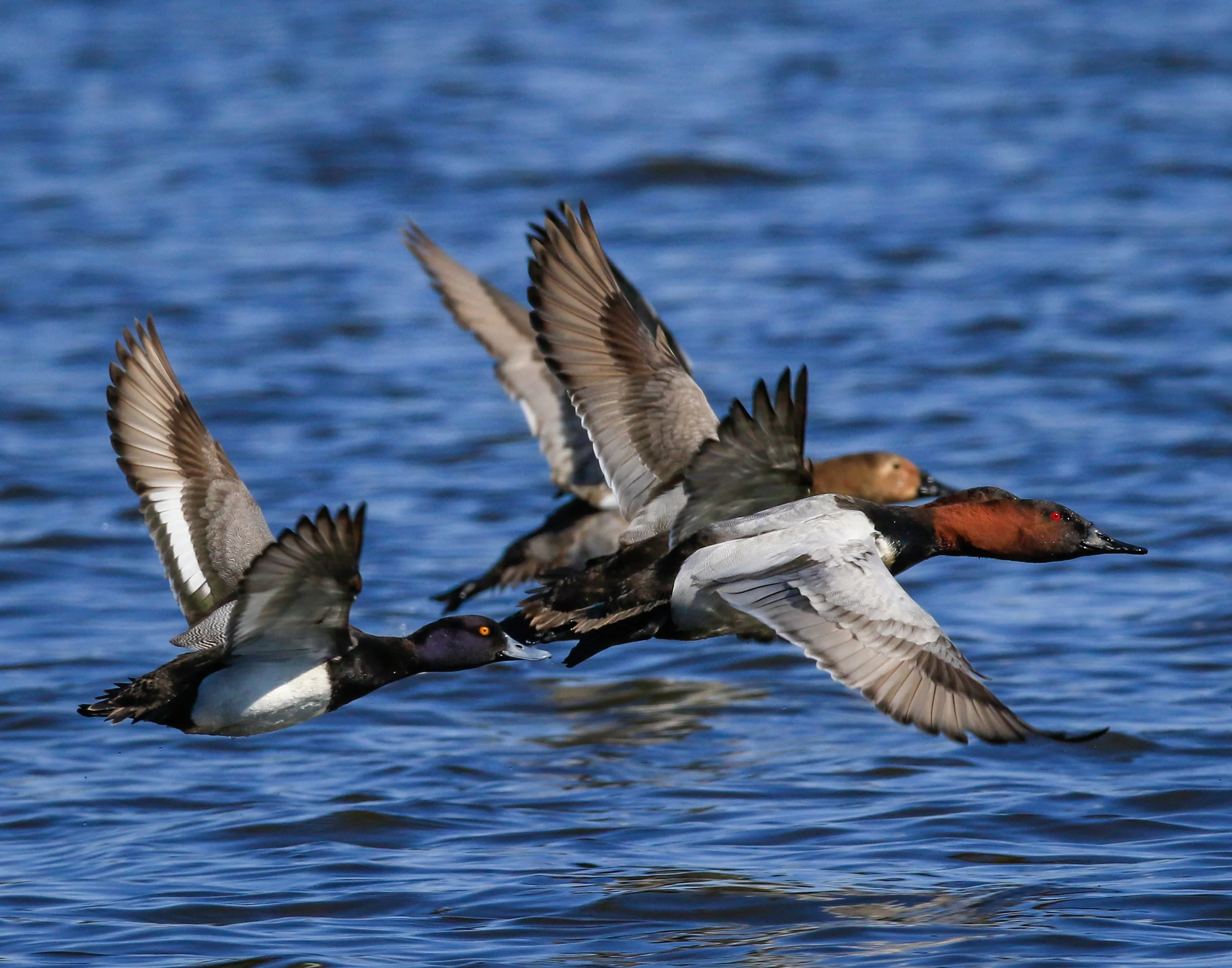 Wildlife Surveys — Southern Wisconsin Bird Alliance