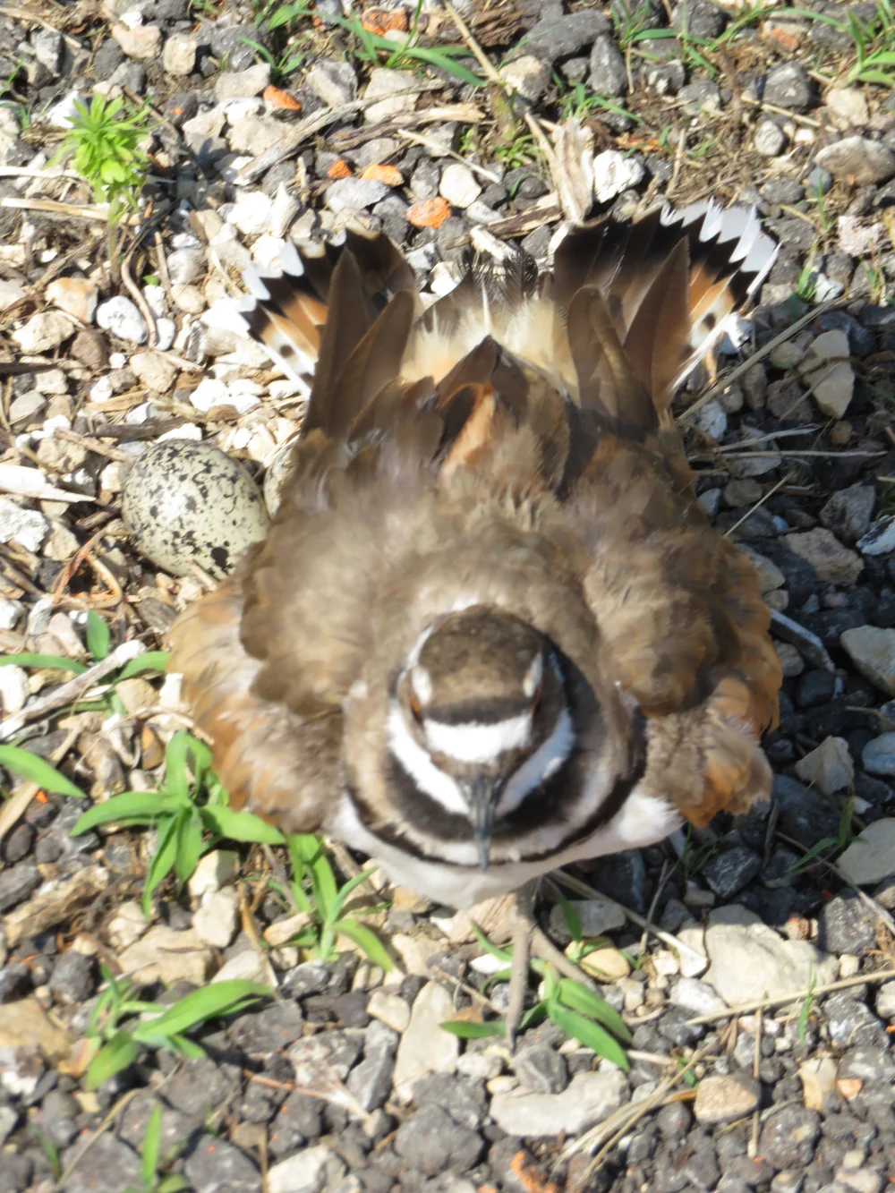 Killdeer