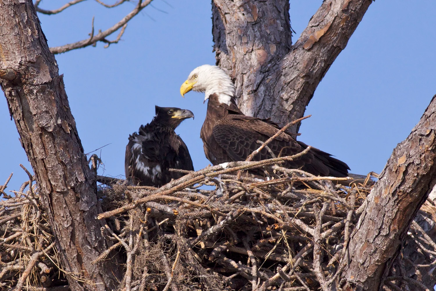 Bald Eagle — Southern Wisconsin Bird Alliance