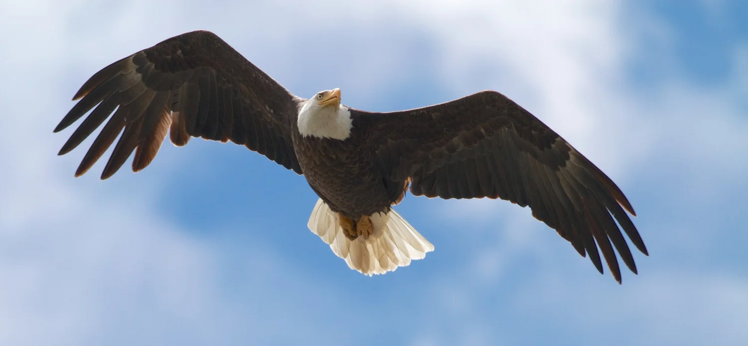 Bald Eagles Flying