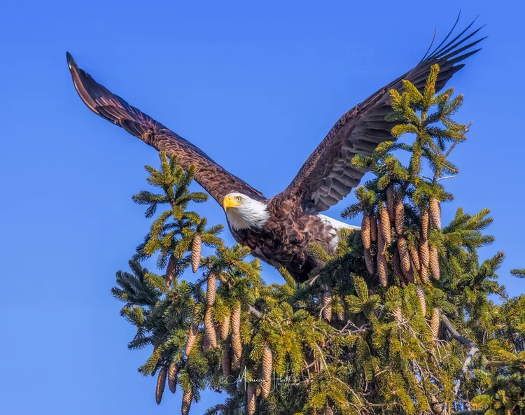 Bald Eagle Nest Watch — Southern Wisconsin Bird Alliance