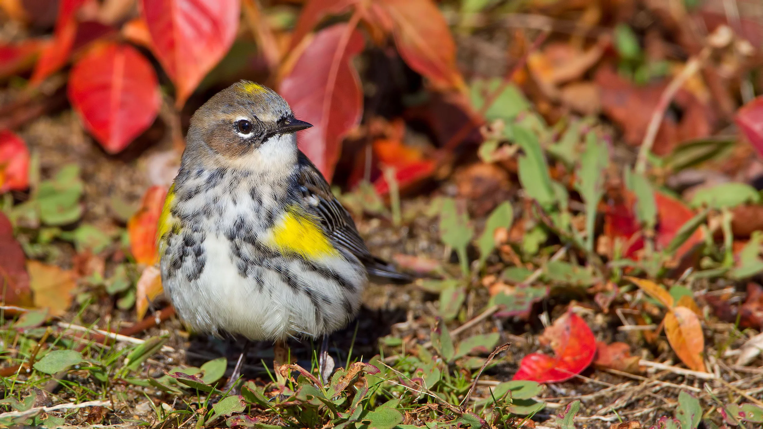 Calendar — Southern Wisconsin Bird Alliance