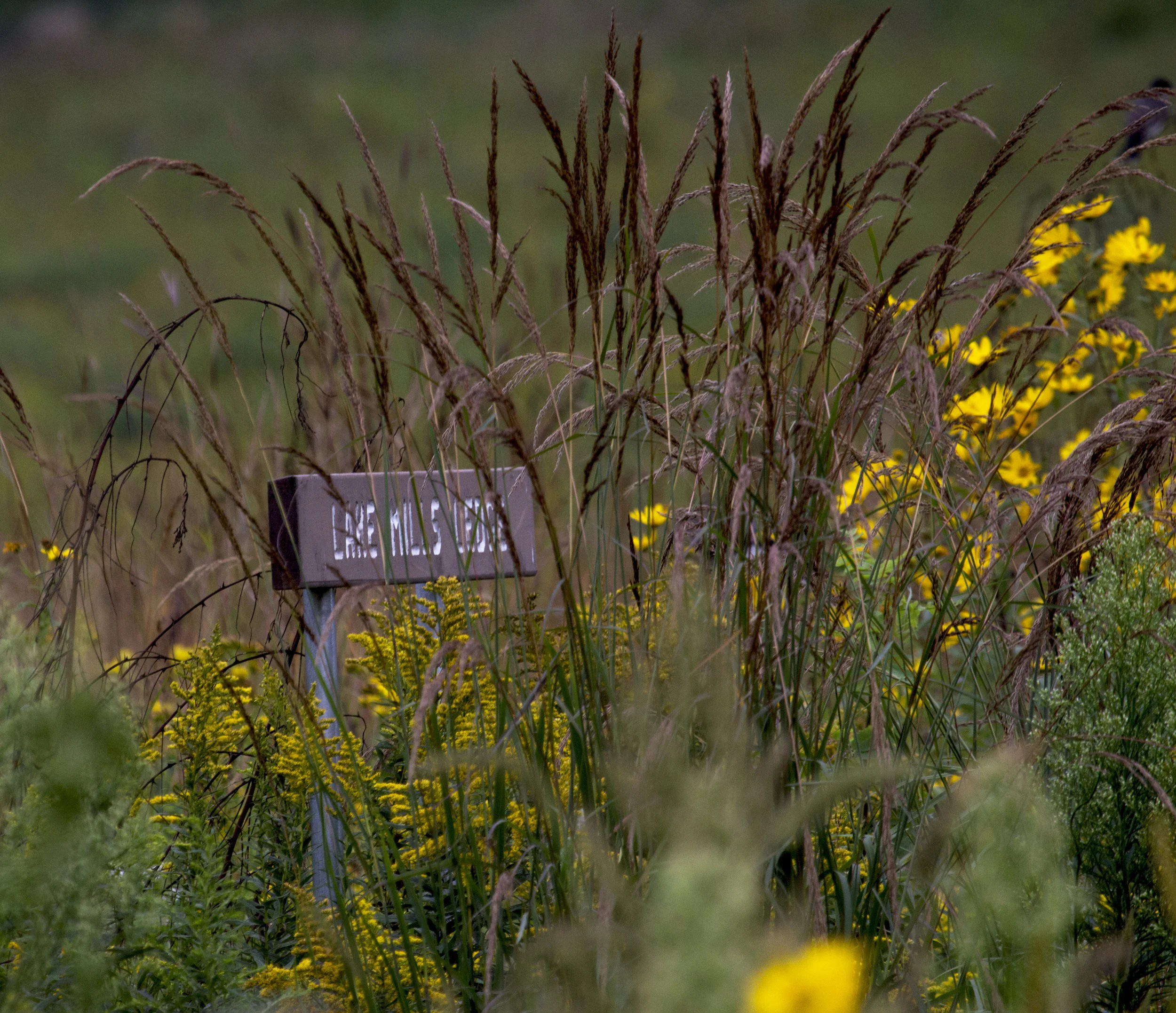Fall Prairies at Faville Grove — Southern Wisconsin Bird Alliance