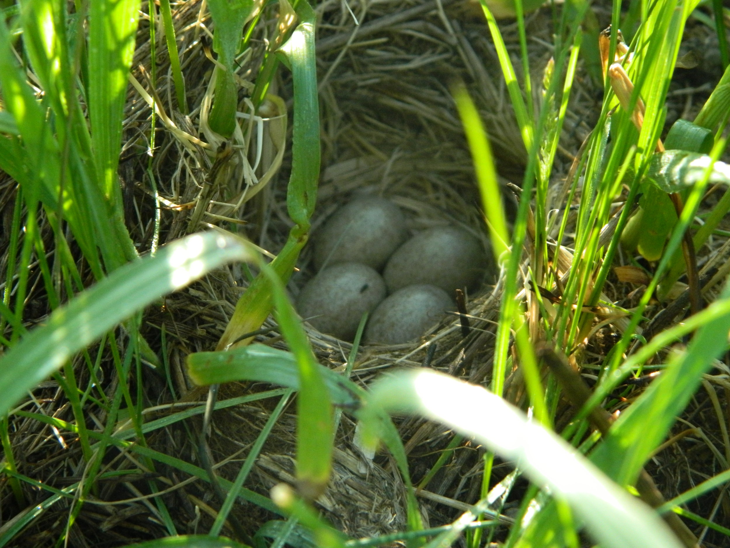 Horned Lark — Southern Wisconsin Bird Alliance