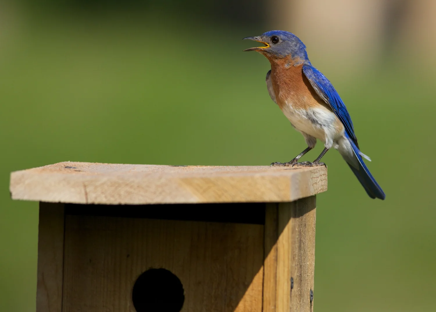 Goose Pond Sanctuary's 50th Anniversary — Southern Wisconsin Bird Alliance