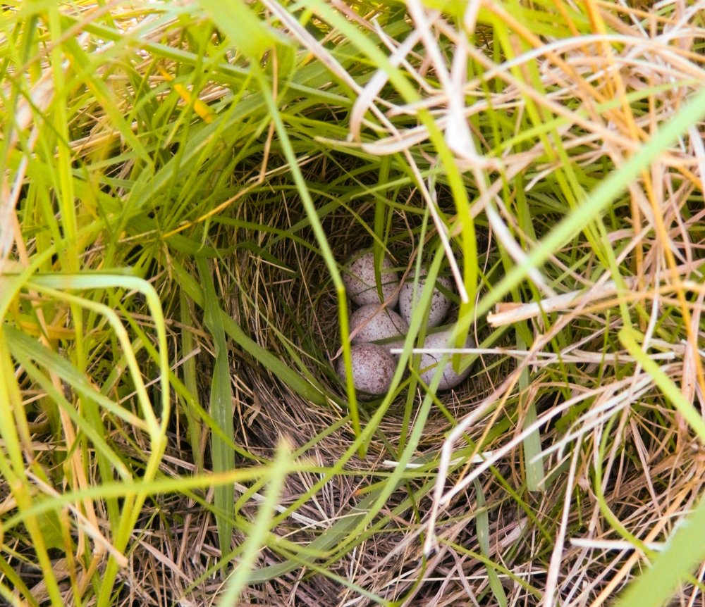Into the Nest: Let's build a nest — Southern Wisconsin Bird Alliance