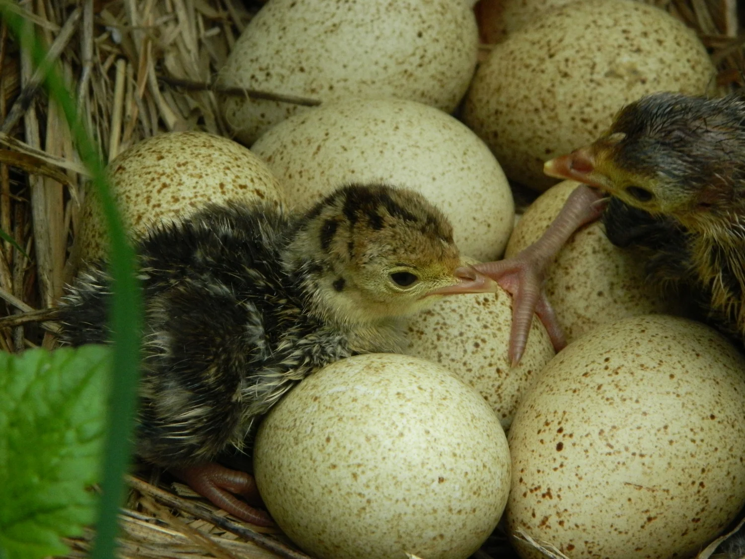 Into the Nest: There is nothing so beautiful as a bird's egg — Southern ...