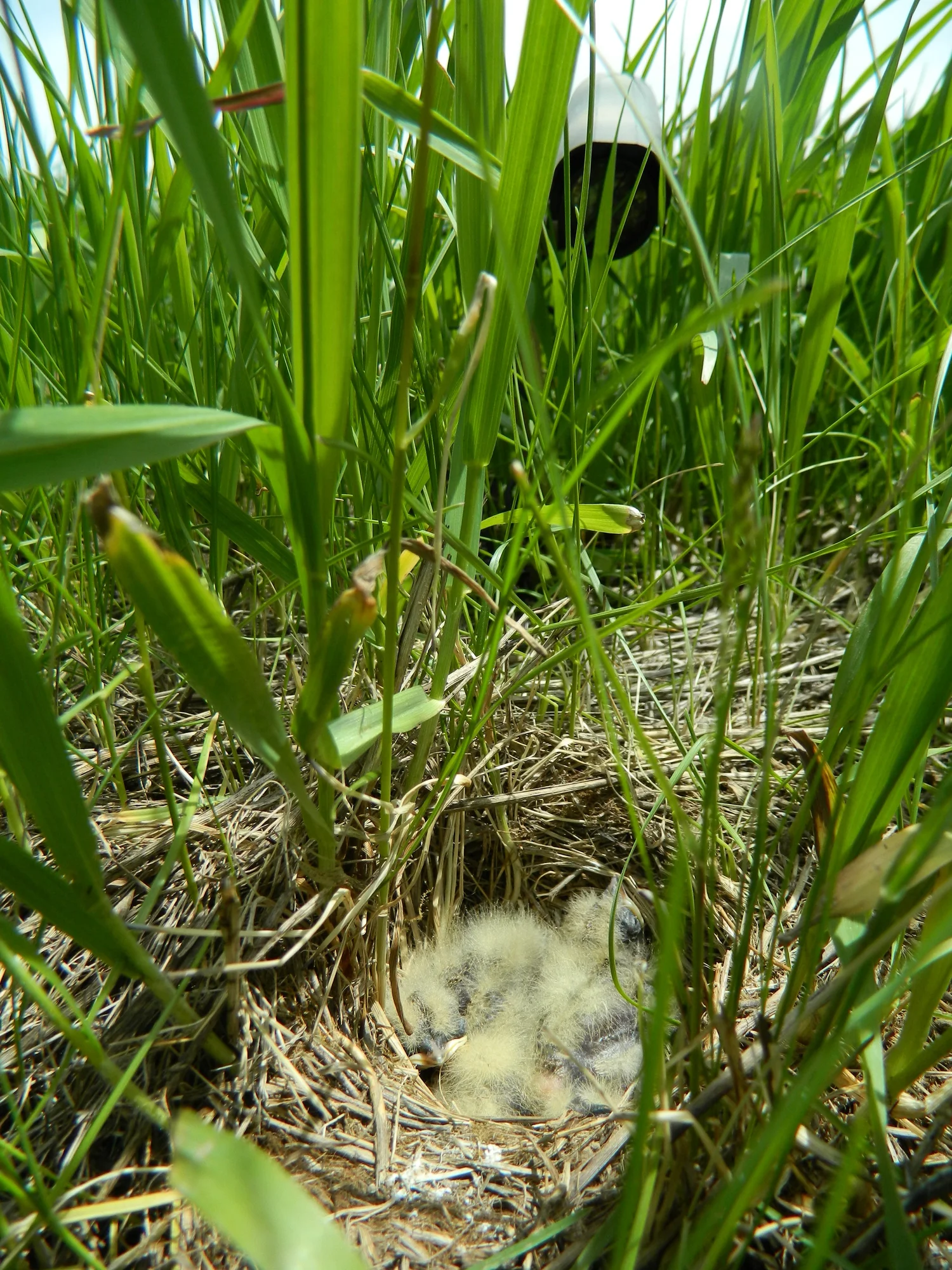 Into the Nest: An egg is just the beginning — Southern Wisconsin Bird ...