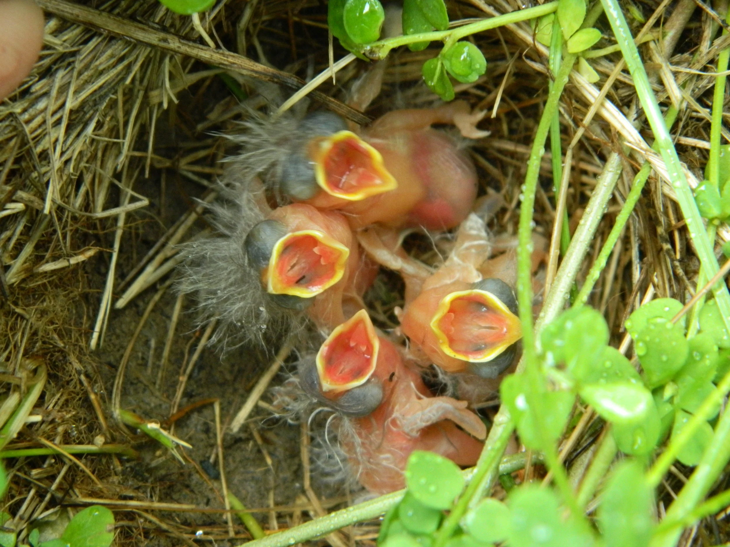 Into the Nest: Open Wide! — Southern Wisconsin Bird Alliance