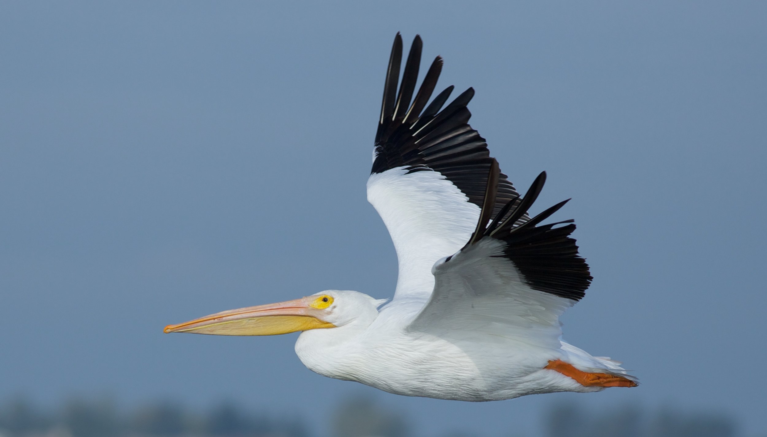 American White Pelican — Southern Wisconsin Bird Alliance
